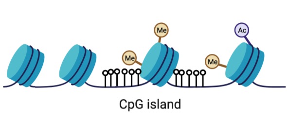 Allele-Specific DNA Methylation Database